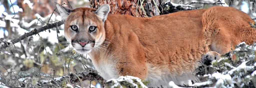 Mountain Lion Conservation: Reasearch & Studies - Dr. L. Mark Elbroch
