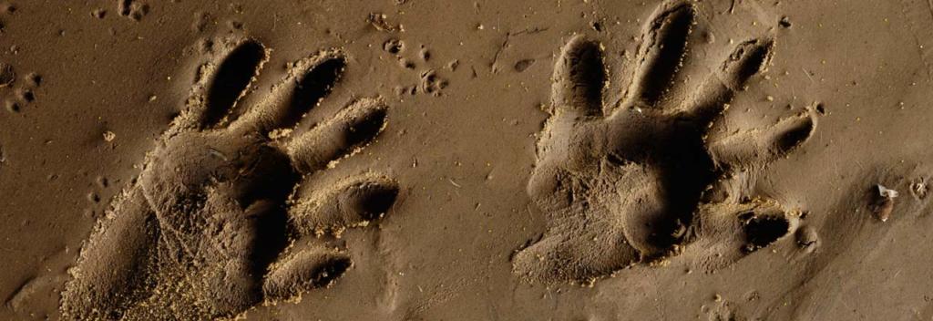 Animal Tracking: The Science, Story & Certification - Dr. L. Mark Elbroch