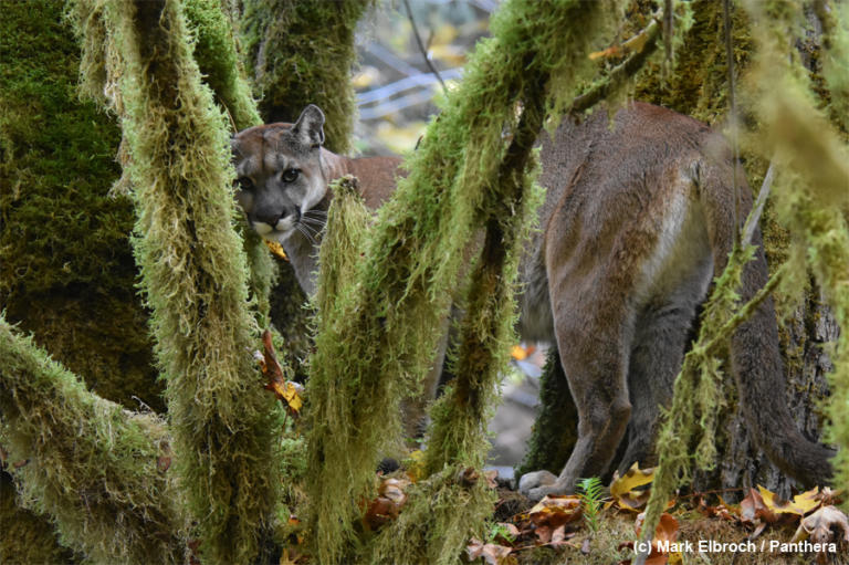 Mountain Lions as Ecosystem Engineers - Dr. L. Mark Elbroch