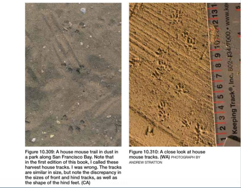 Mammal Tracks, 2nd ed. and the Elusive House Mouse - Dr. L. Mark Elbroch